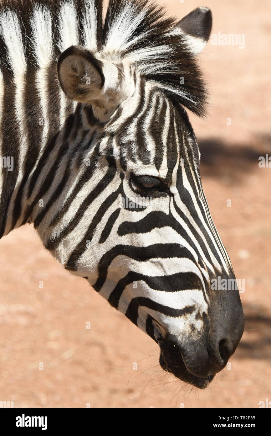 details of a zebra in a zoo in italy Stock Photo - Alamy