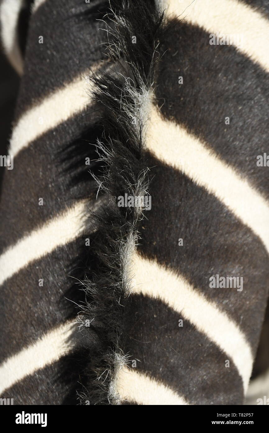 details of a zebra in a zoo in italy Stock Photo - Alamy
