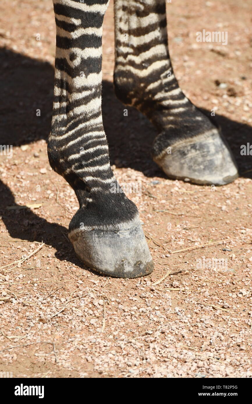 Zebra in a zoo hi-res stock photography and images - Alamy