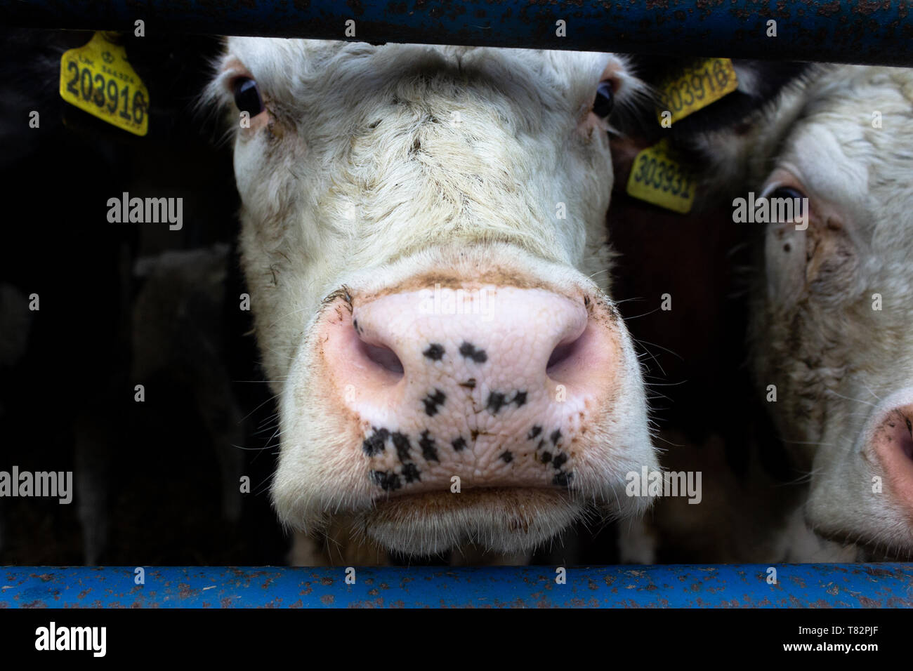 Cow breeds hi-res stock photography and images - Alamy