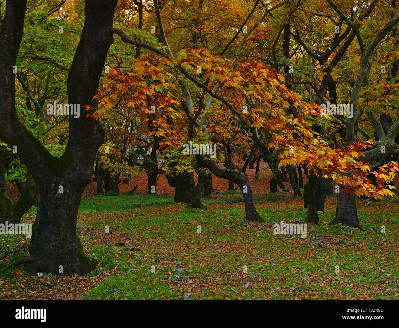 Planitero greece hi-res stock photography and images - Alamy