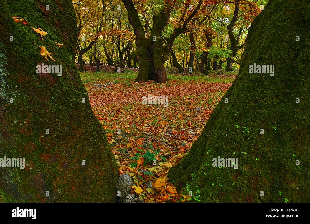 V shape tree hi-res stock photography and images - Alamy