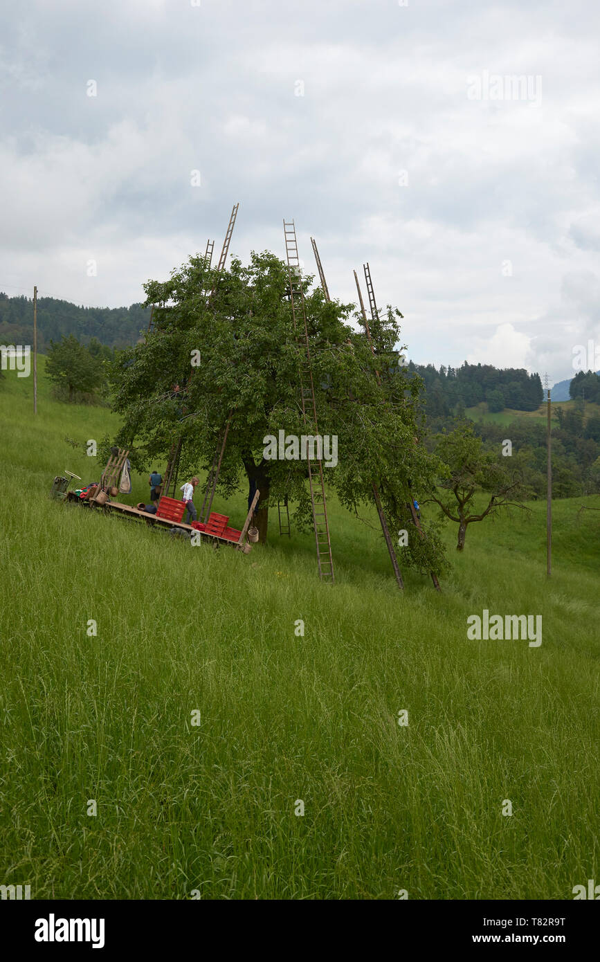 Family picking apples from the tree using large wooden ladders in a ...