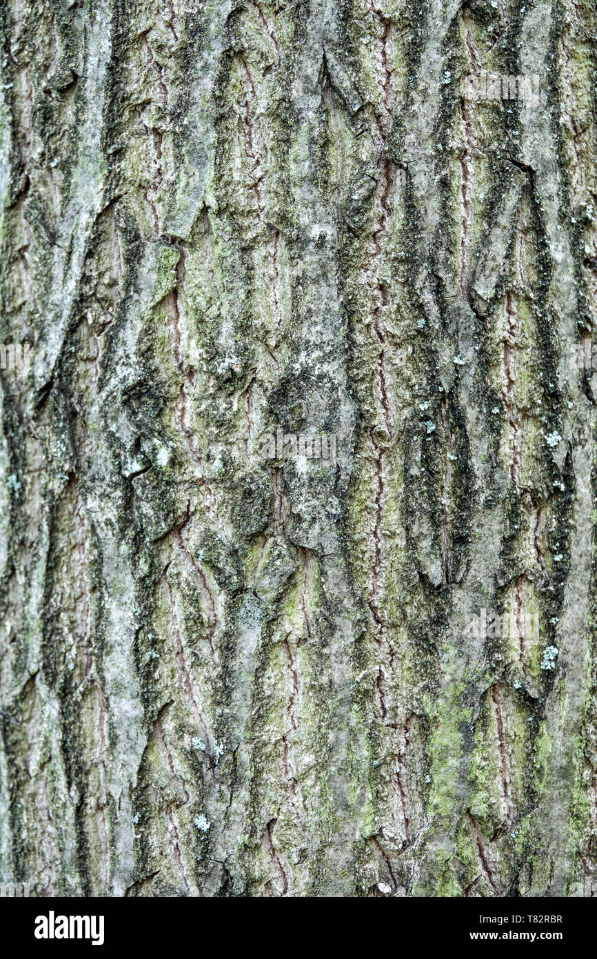 Young Walnut Tree Bark