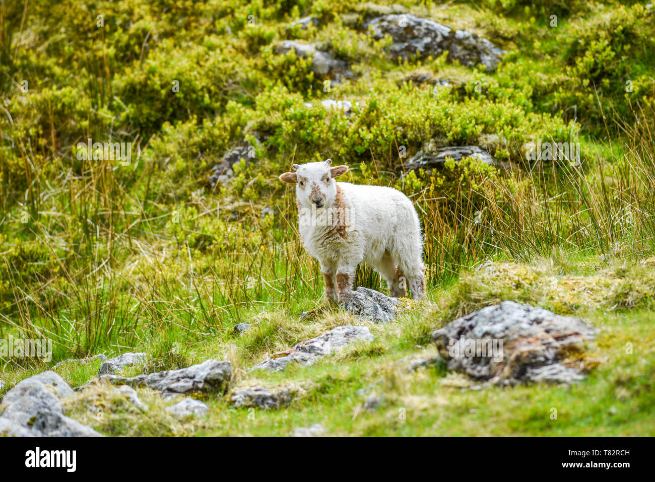 A small lamb grazing on the grass in England Stock Photo - Alamy