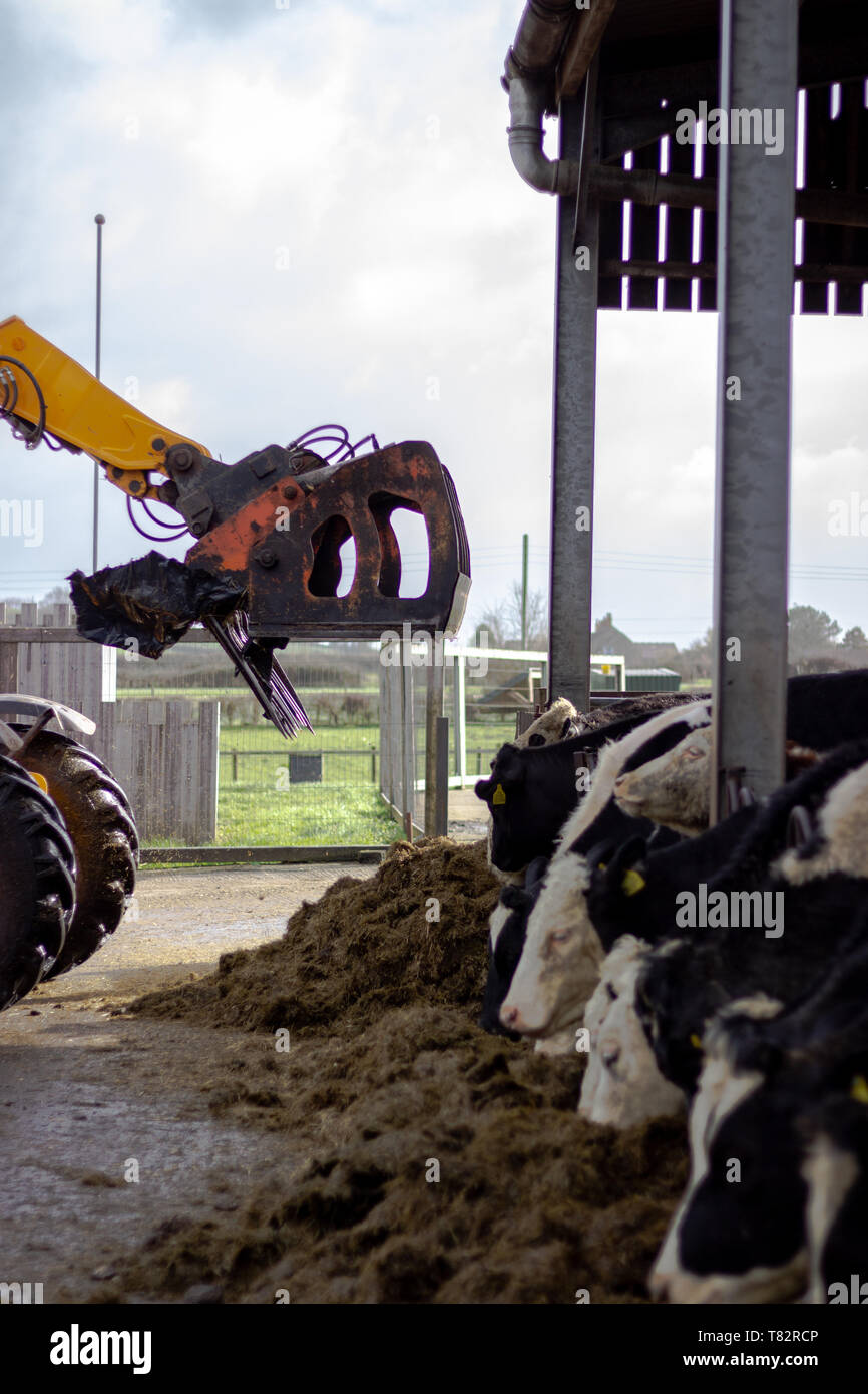 Farmer with cow and calf hi-res stock photography and images - Alamy