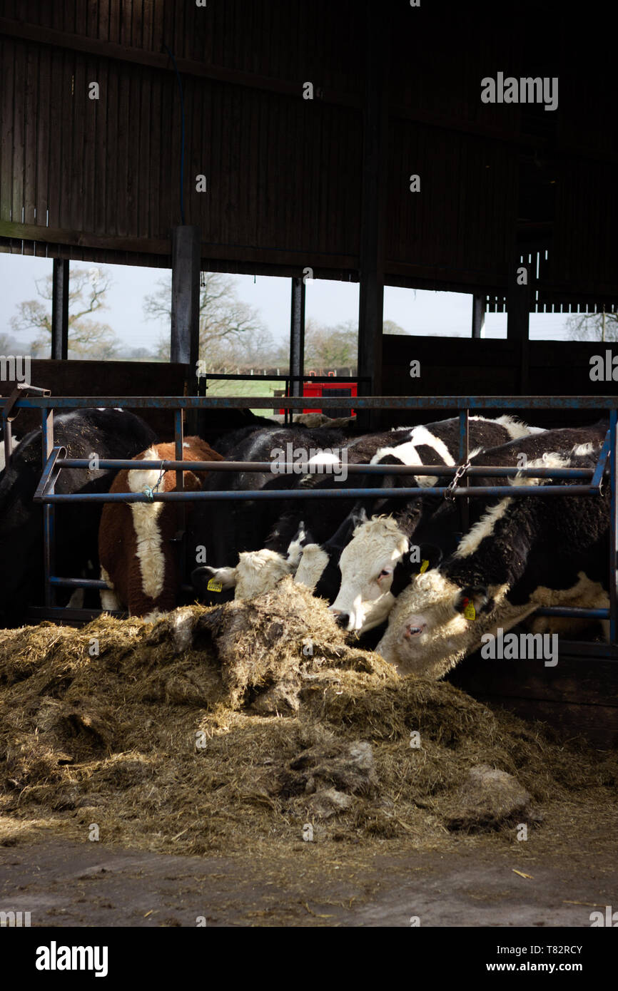 Beef cattle barn hi-res stock photography and images - Alamy