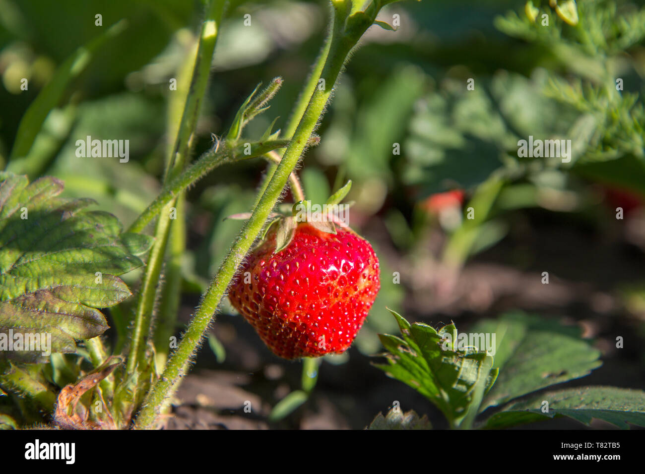 Stawberry plant hi-res stock photography and images - Alamy