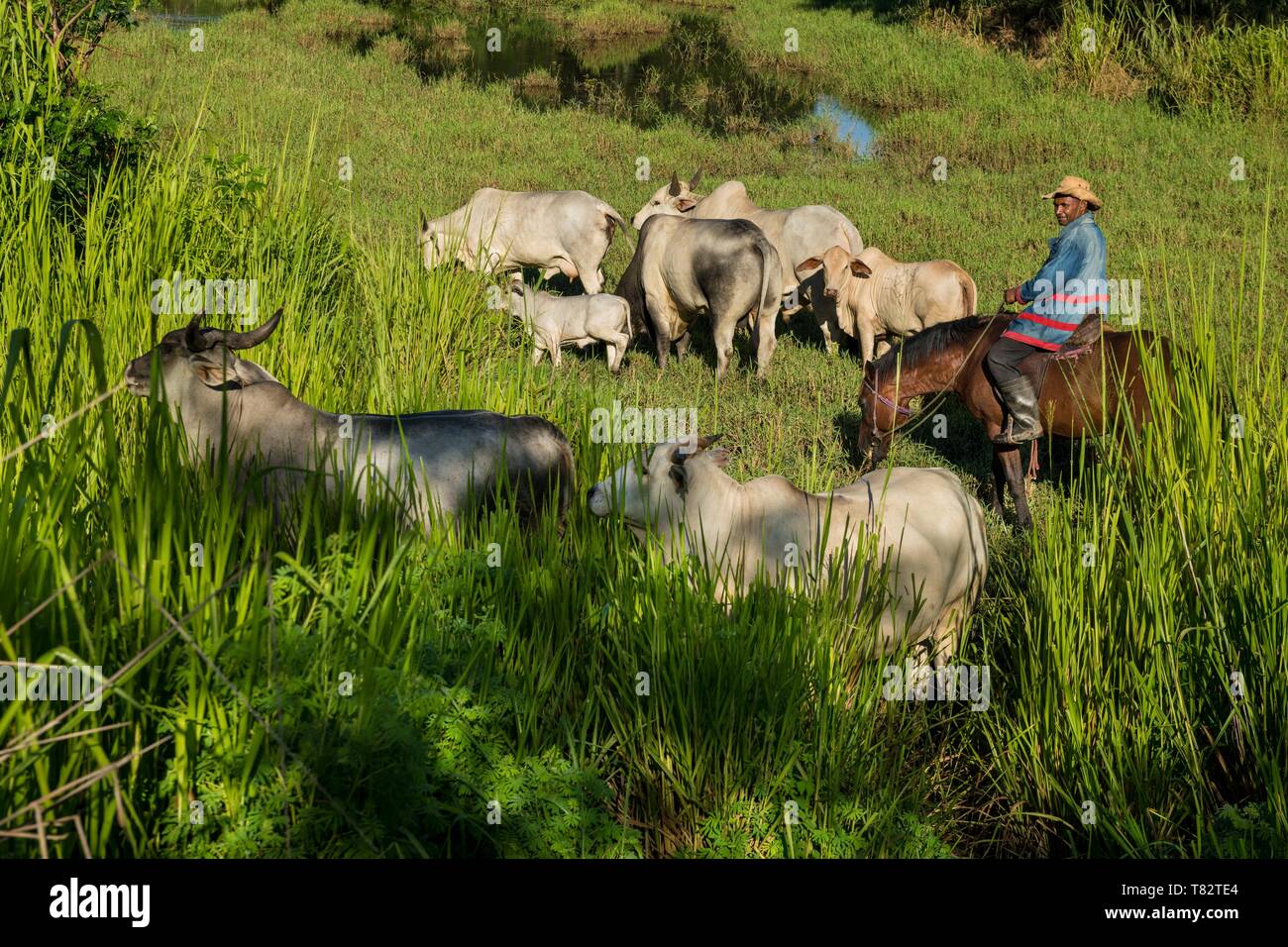 Man riding cow hi-res stock photography and images - Alamy