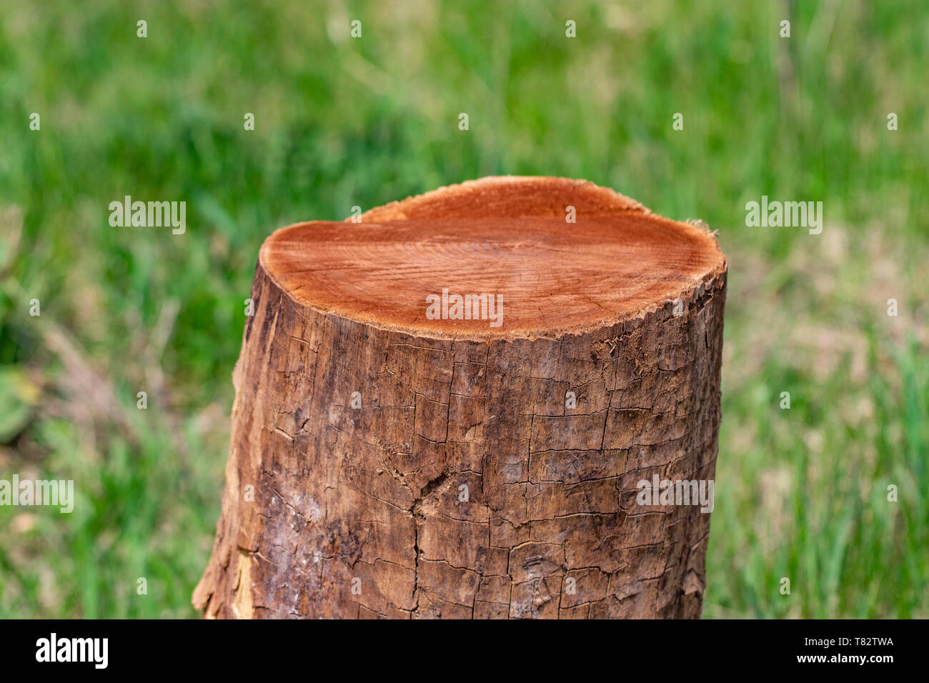Tree stump in a bright and green coniferous forest Stock Photo - Alamy