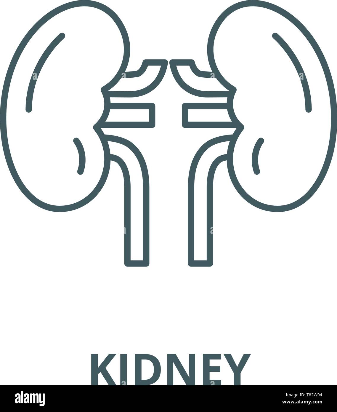 Kidney vector line icon, linear concept, outline sign, symbol Stock ...