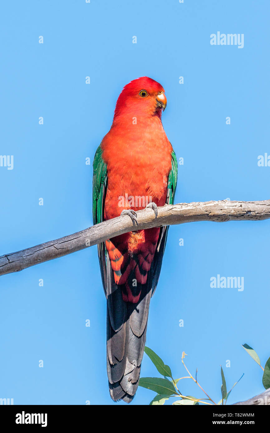 Single adult in a tree australian bird parrot hi-res stock photography ...