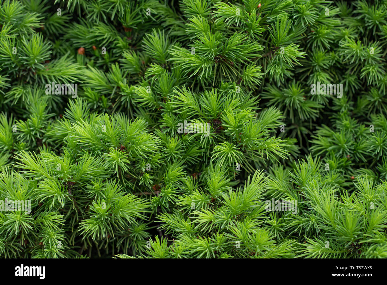 background green prickly branches of a fur-tree or pine Stock Photo - Alamy