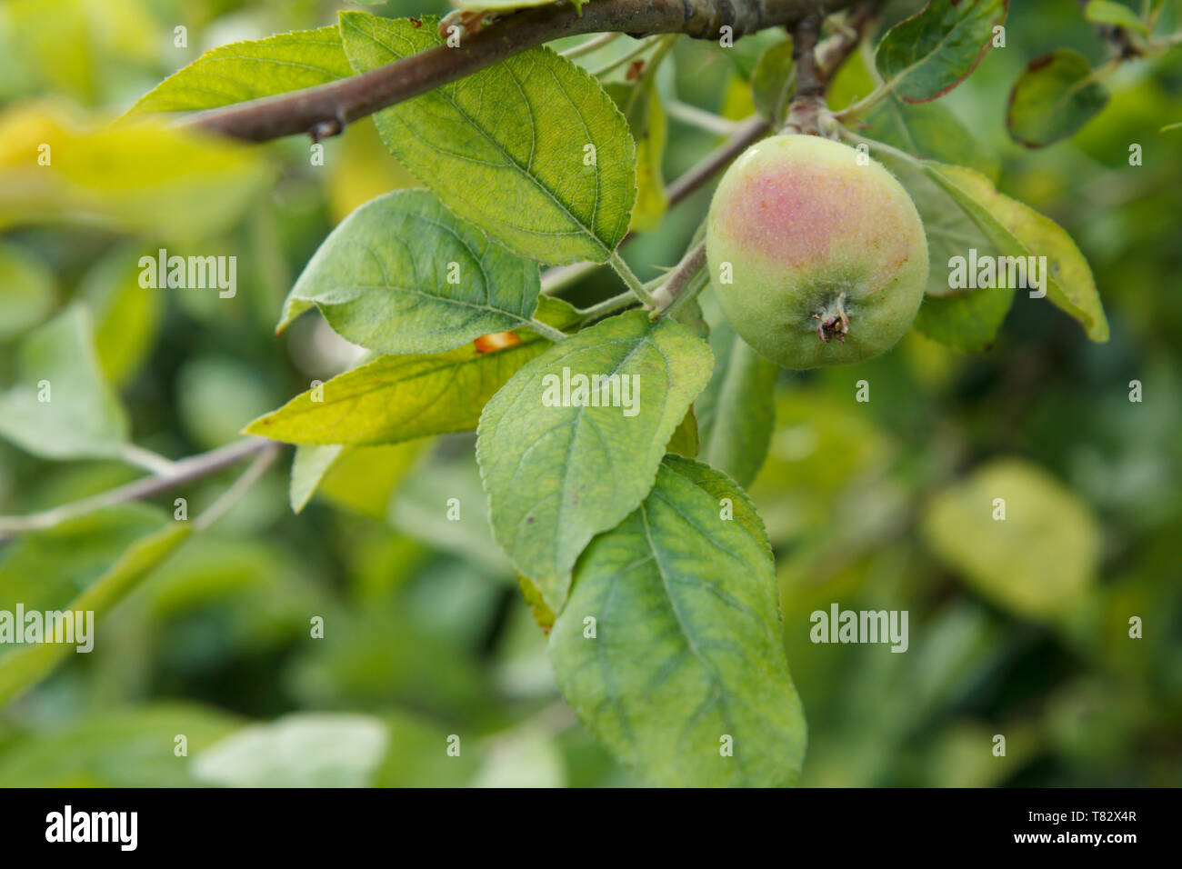 Fruits of immature apple on the branch of tree with leaves. Fruits ...