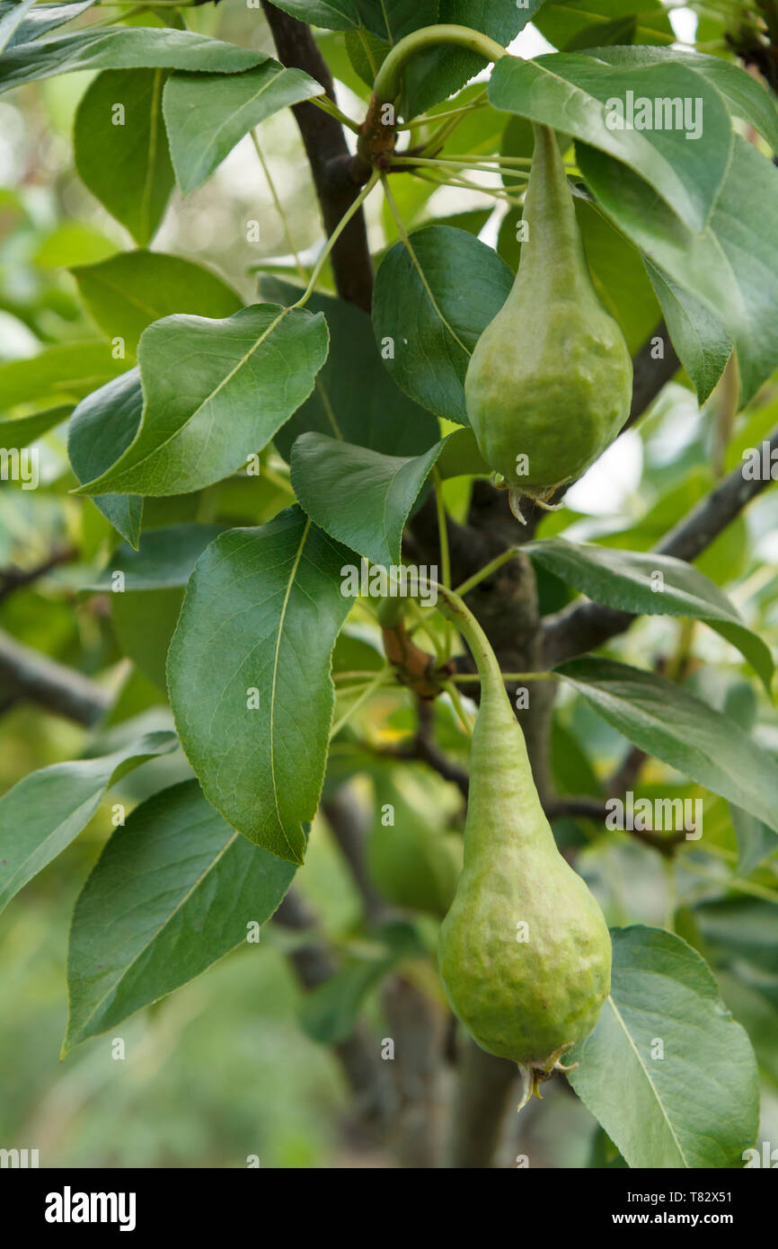 Fruits of immature pears on the branch of tree with leaves. Fruit ...