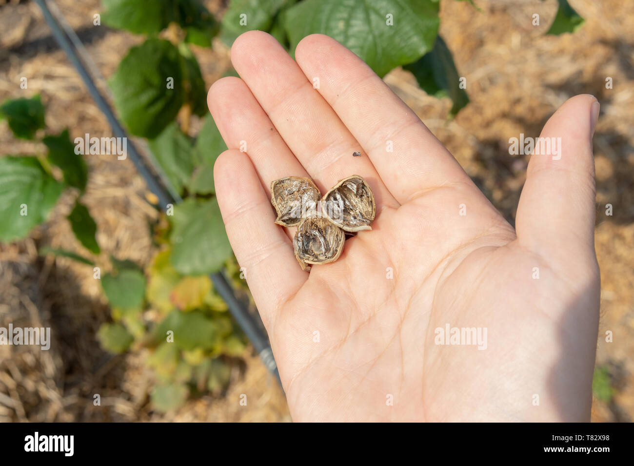 Hazelnut pests. Macro close-up of rotten hazelnuts damaged by diseases ...