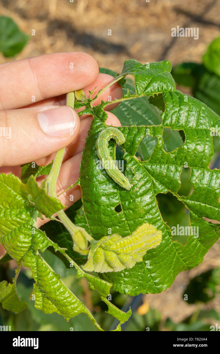 damaged leaves of hazelnut by weevil larvae close-up in human hand ...