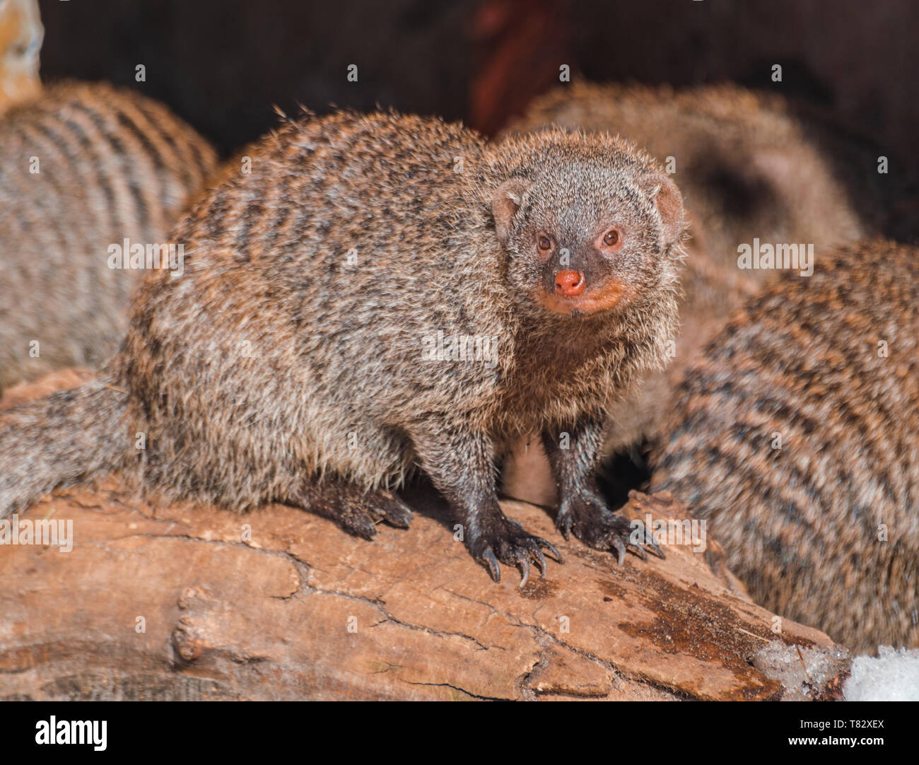 banded mongoose portrait (Mungos mungo)with sunlight and rest of the ...