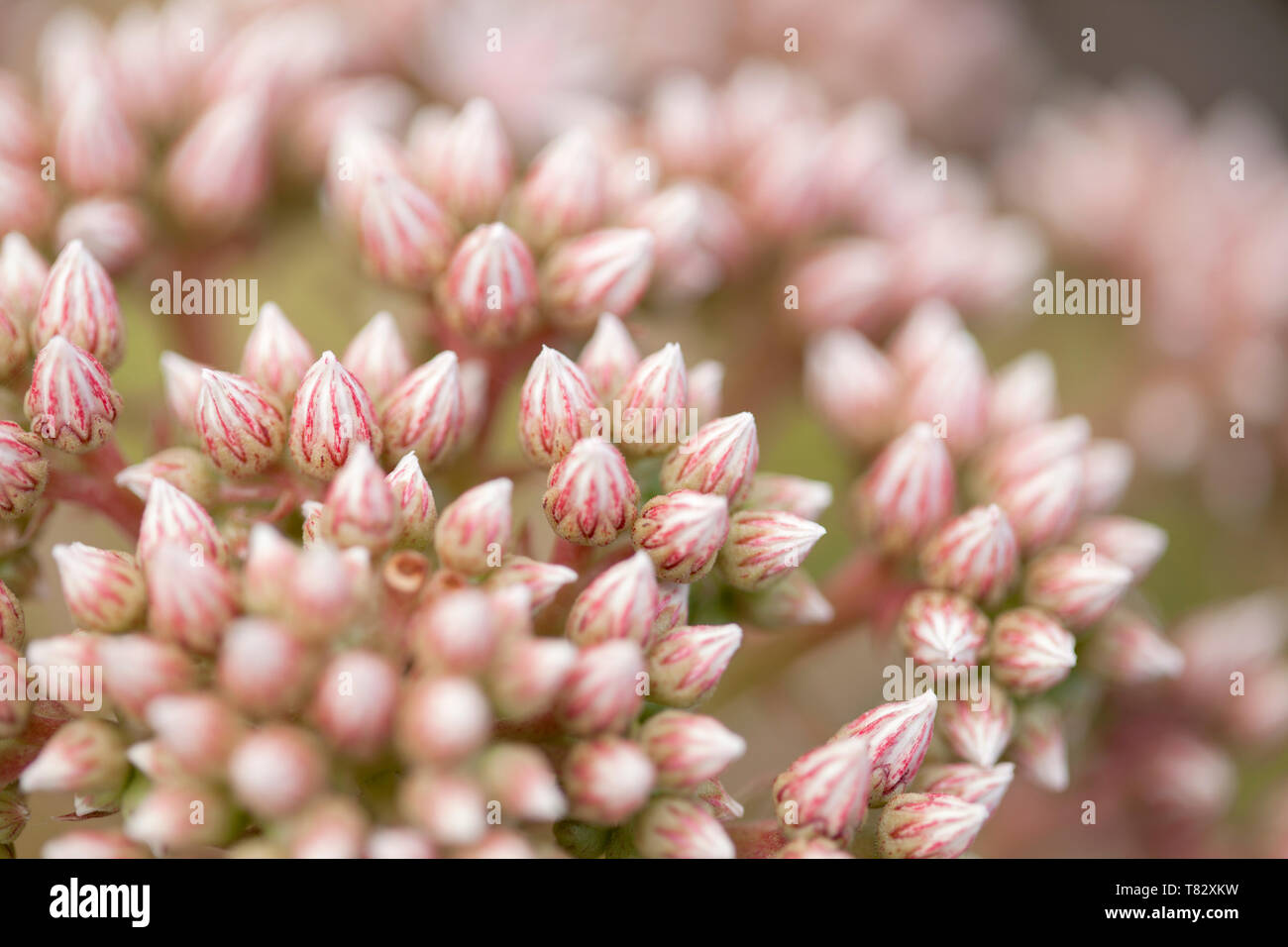 Flora of Gran Canaria - pink buds of succulent plant Aeonium percarneum ...