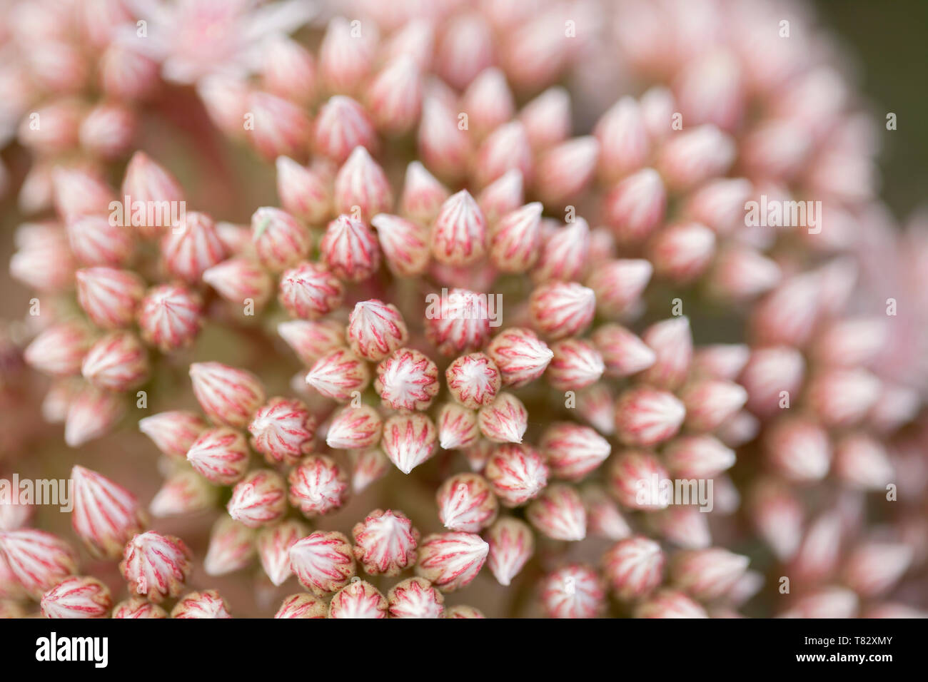 Flora of Gran Canaria - pink flowers of succulent plant Aeonium ...