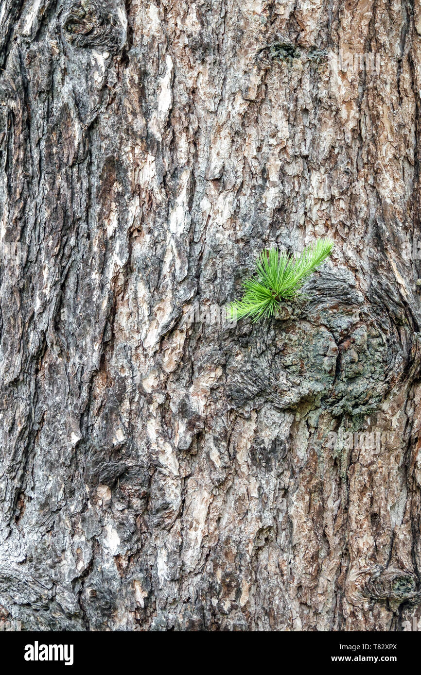 European Larch, Larix decidua tree bark texture, fresh new needles on ...