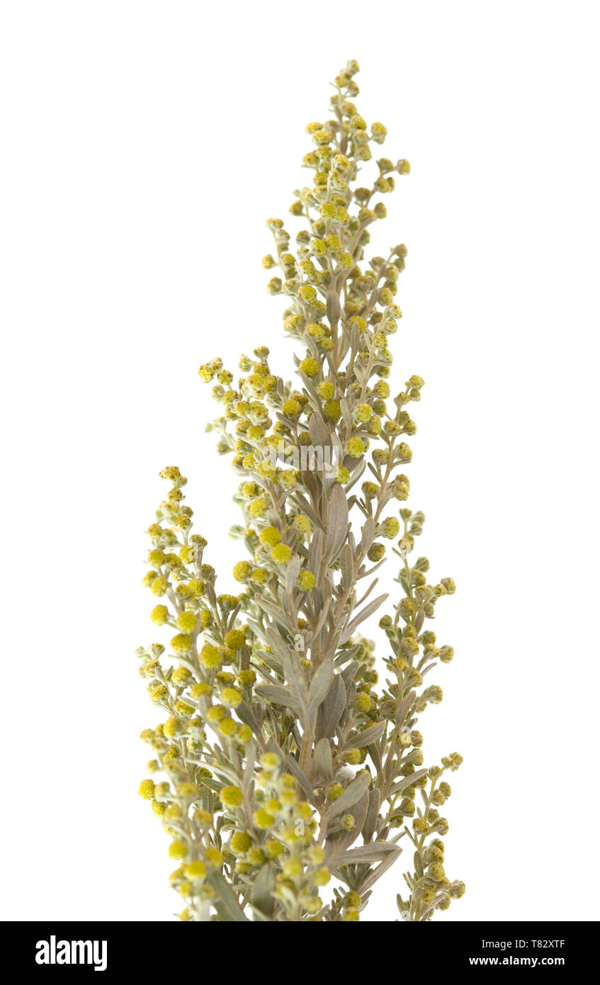 Flora of Gran Canaria - Artemisia thuscula, canarian wormwood Stock ...