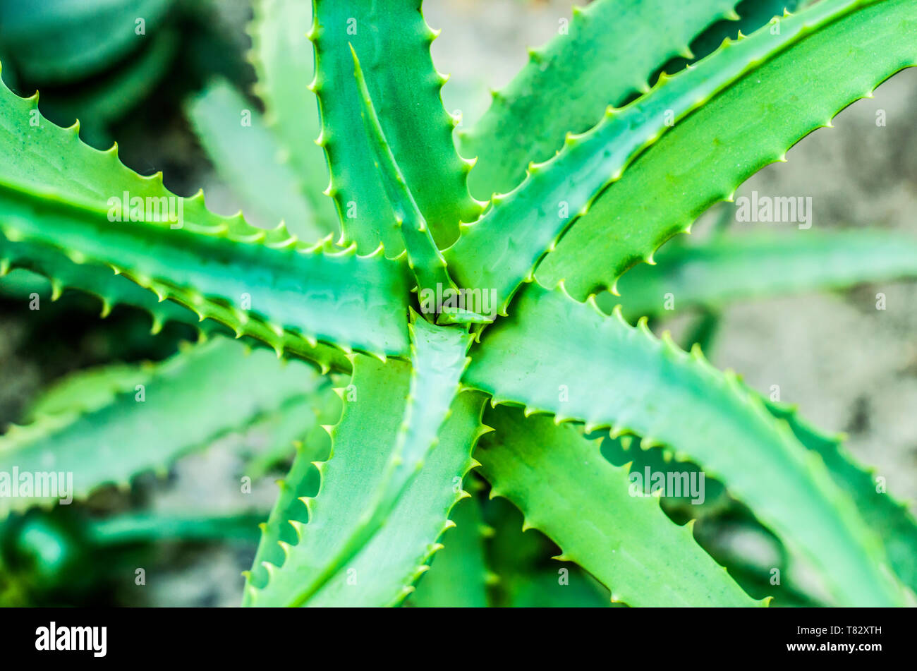 Aloe photos high on the top. Medicinal herb with healing properties ...