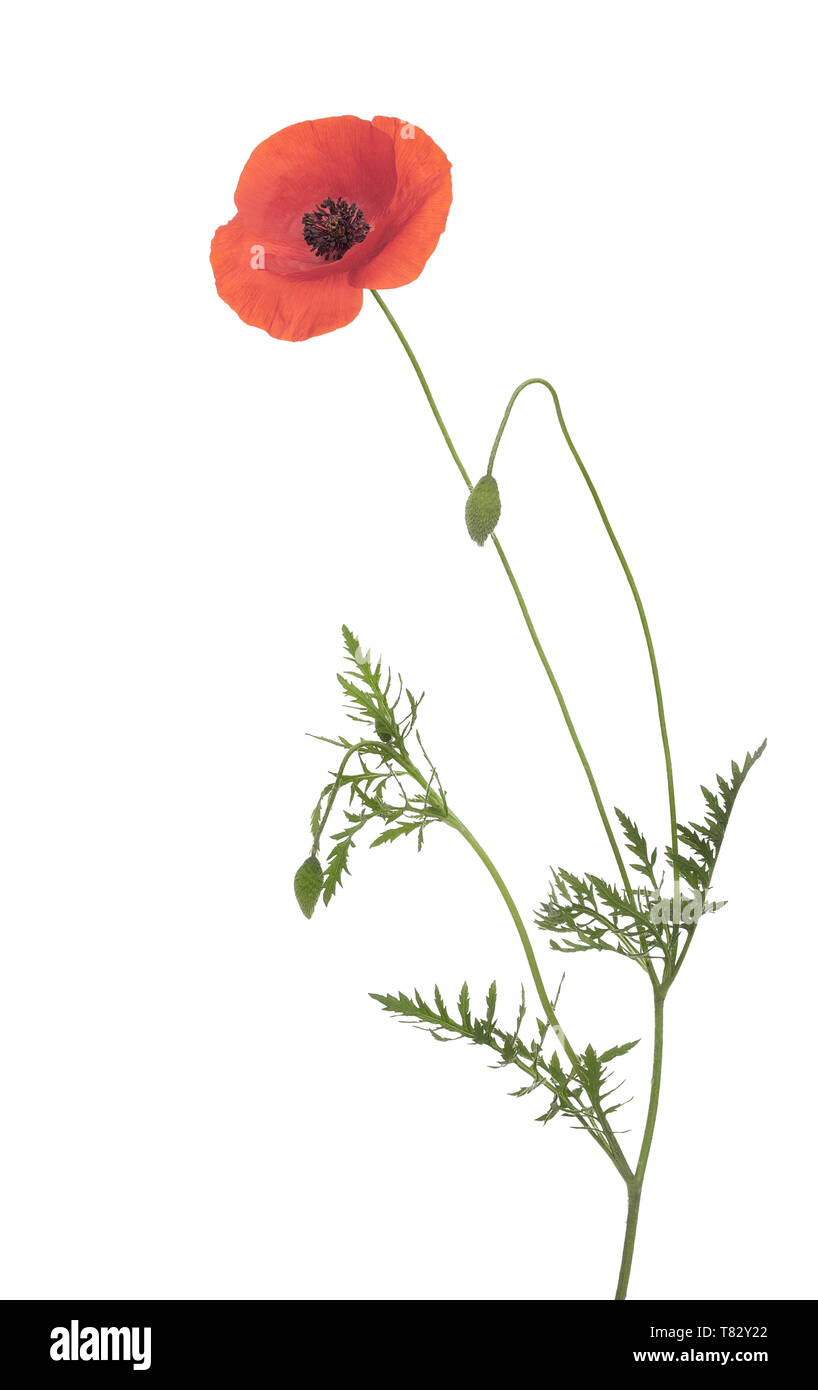 Poppy leaves hi-res stock photography and images - Alamy