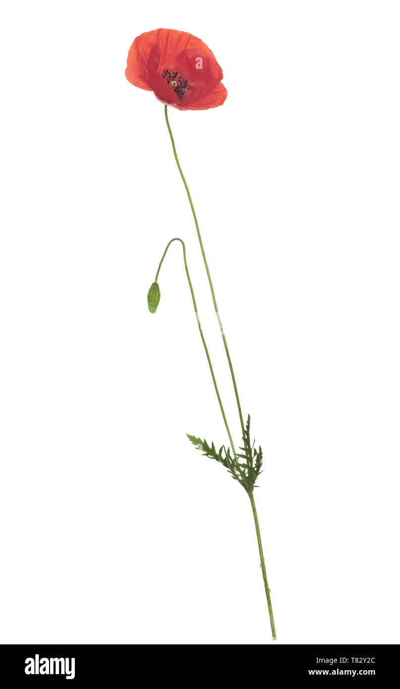 Poppy leaves hi-res stock photography and images - Alamy