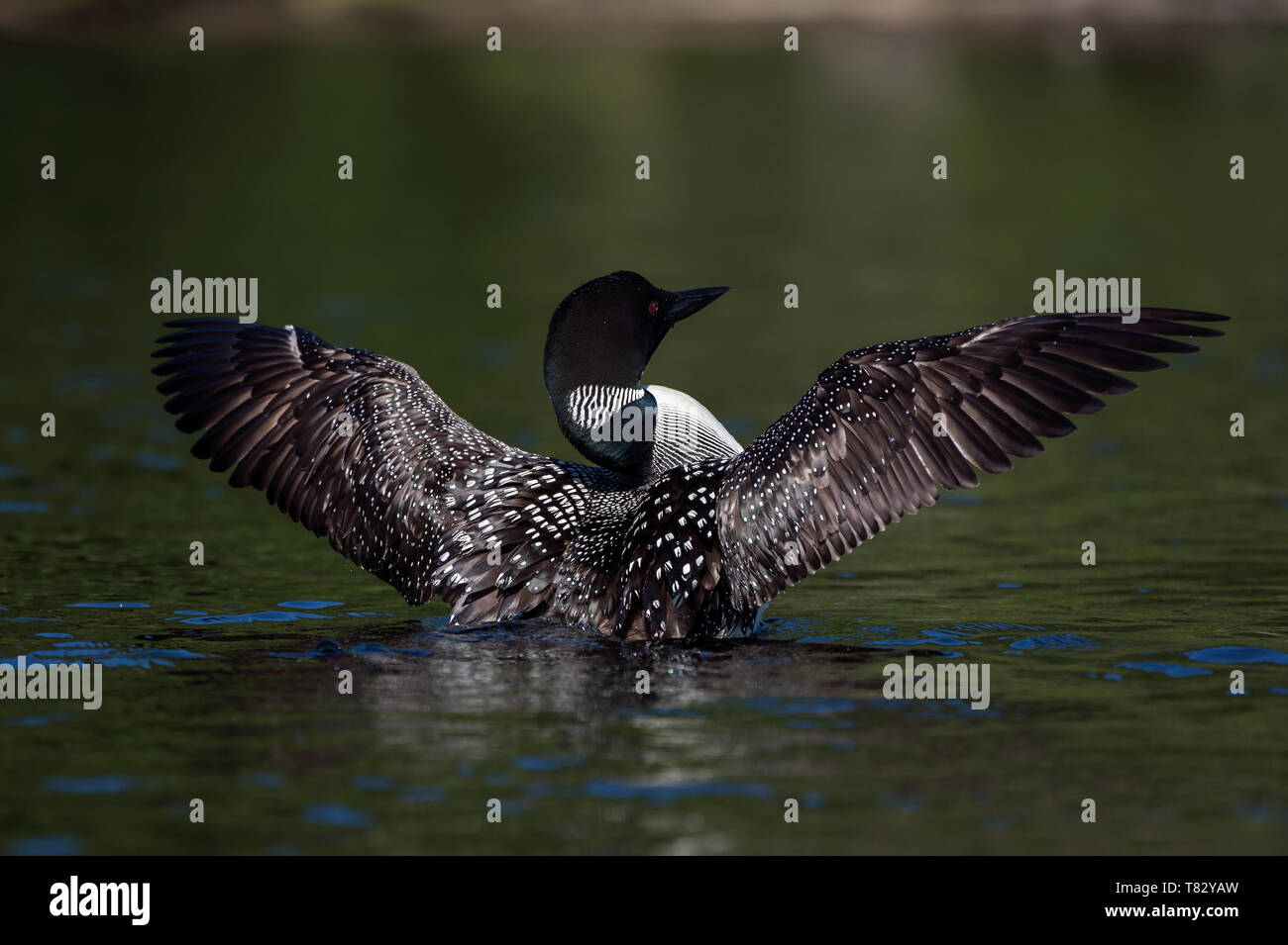 Common Loon Photos Stock Photo - Alamy
