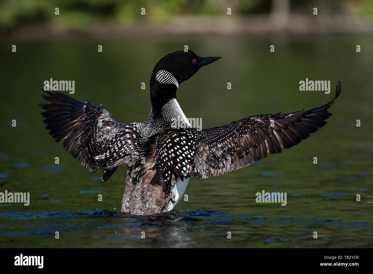 Common Loon Photos Stock Photo - Alamy