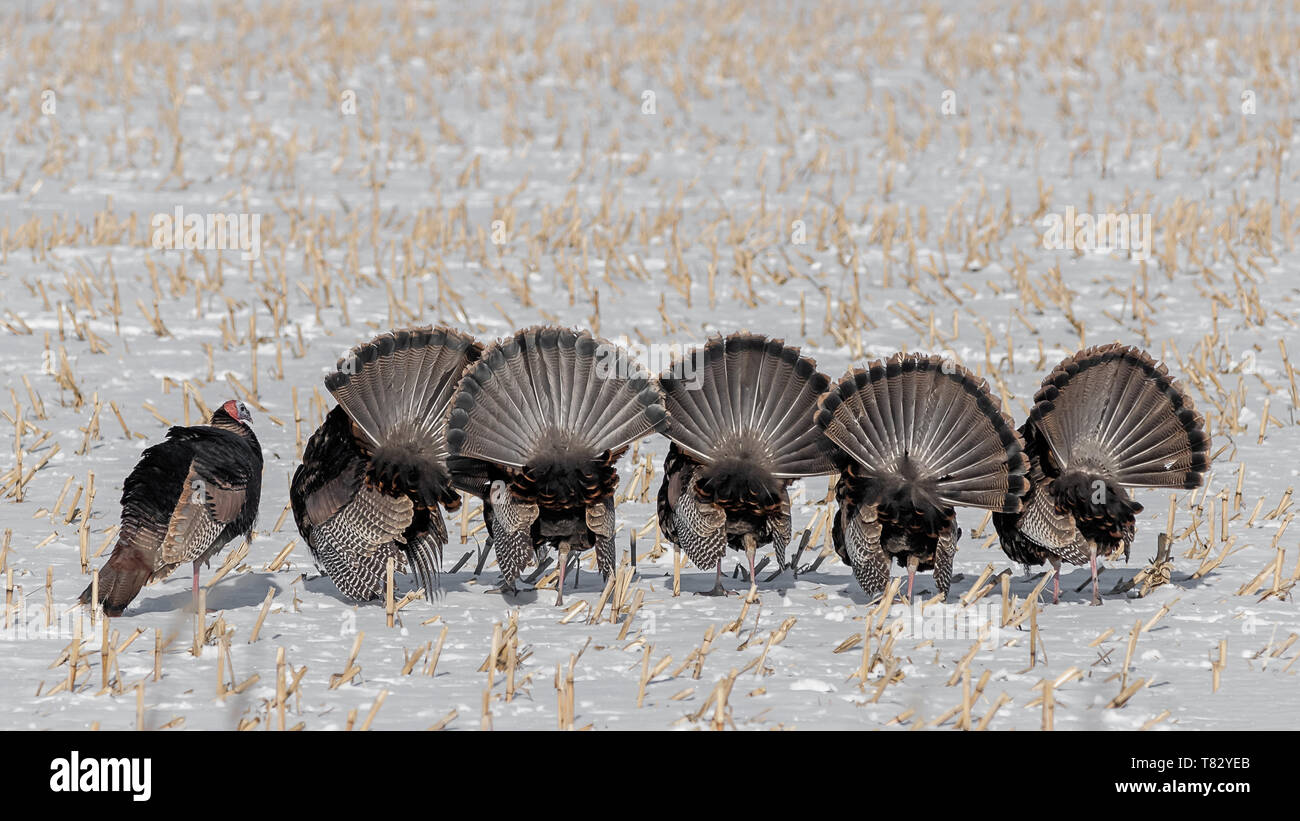 Wild turkey in winter hi-res stock photography and images - Alamy