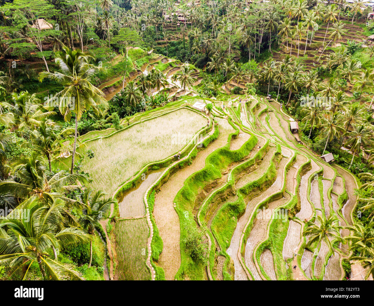 Drone view of Tegalalang rice terrace in Bali, Indonesia, with palm ...