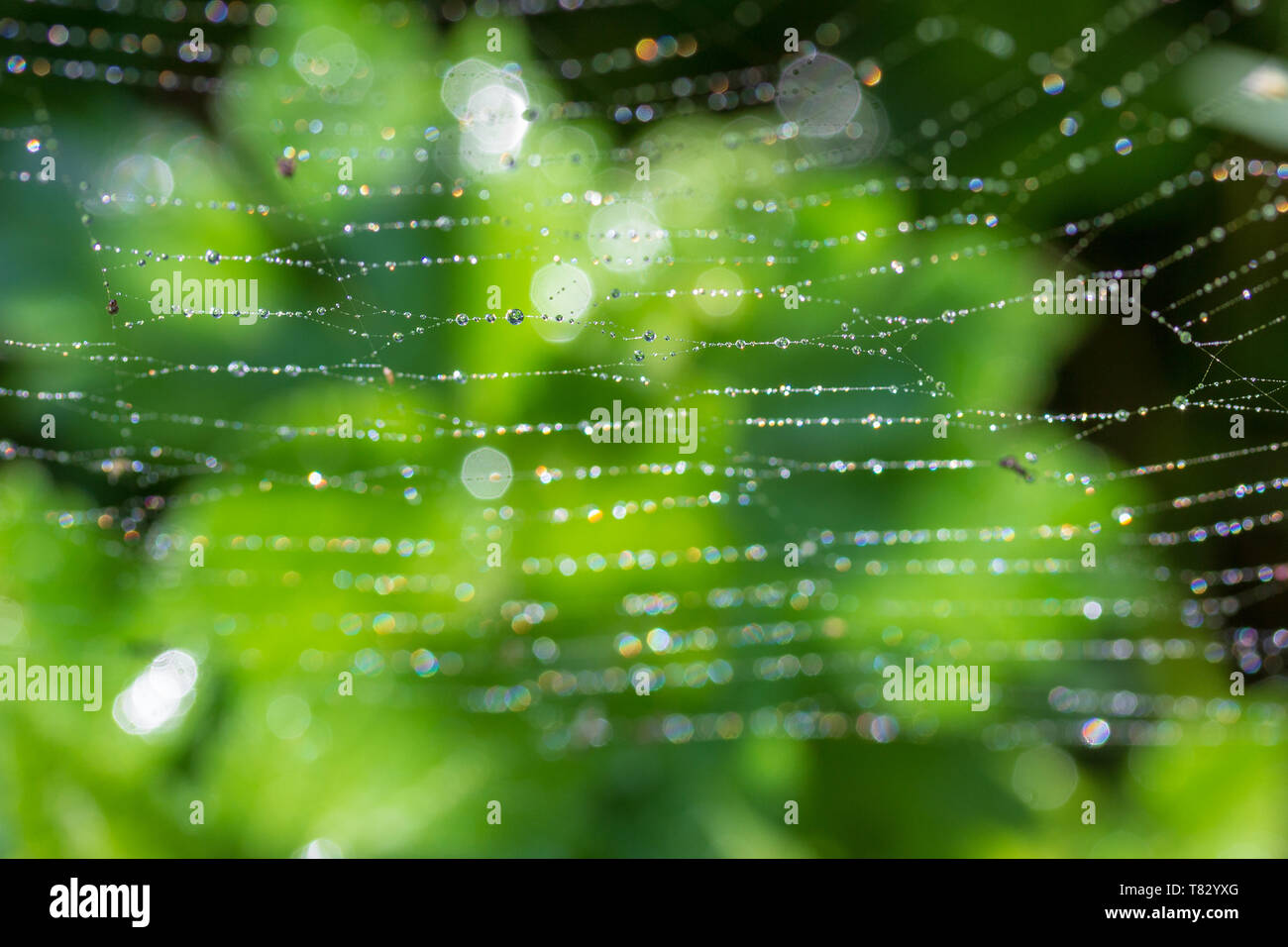 green background with morning spring or summer dew on a cobweb Stock ...