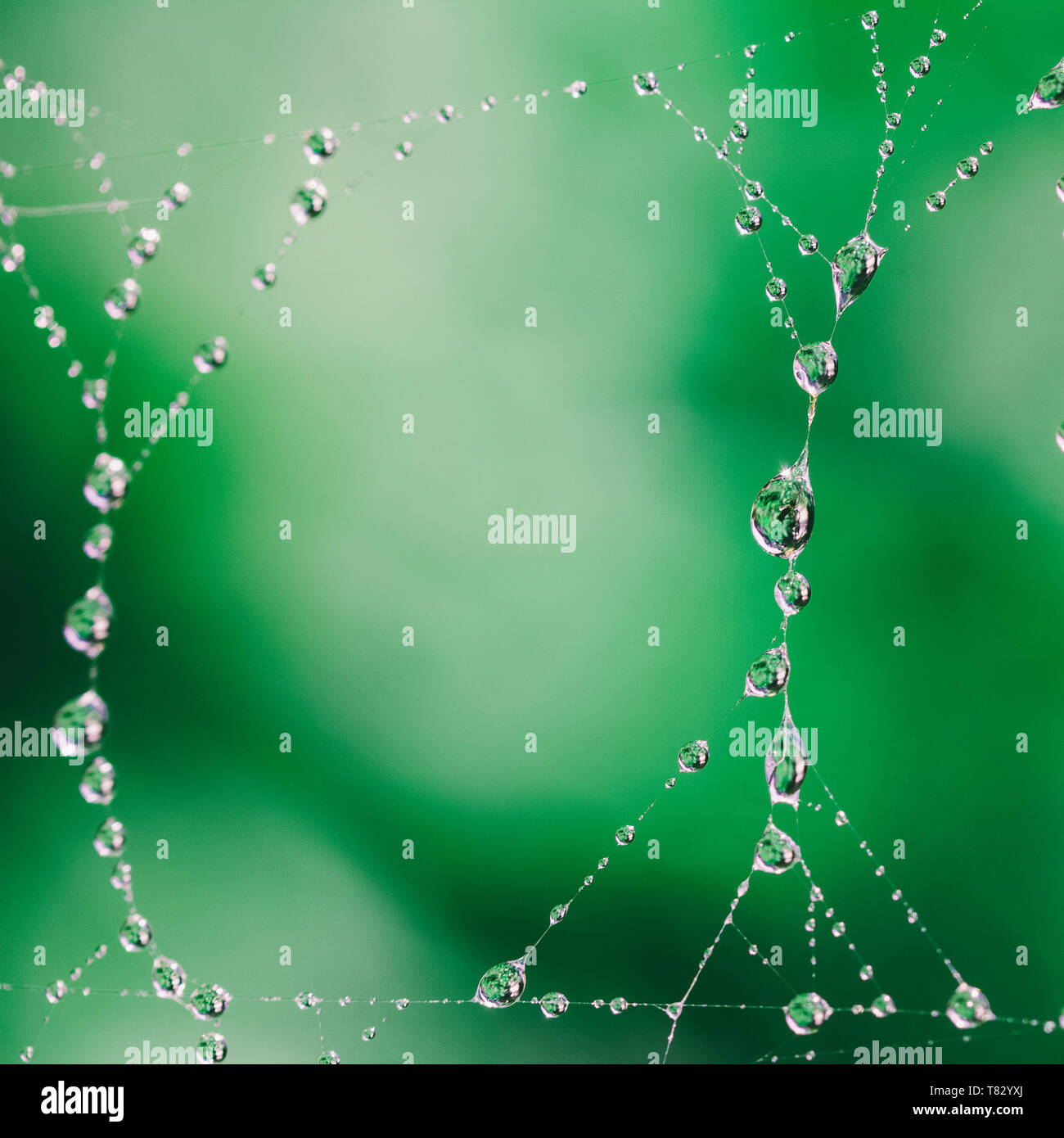 green background with morning spring or summer dew on a spider web ...