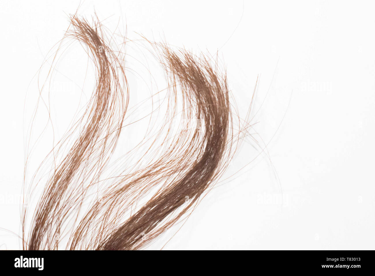 Hair tails Cut Out Stock Images & Pictures - Alamy