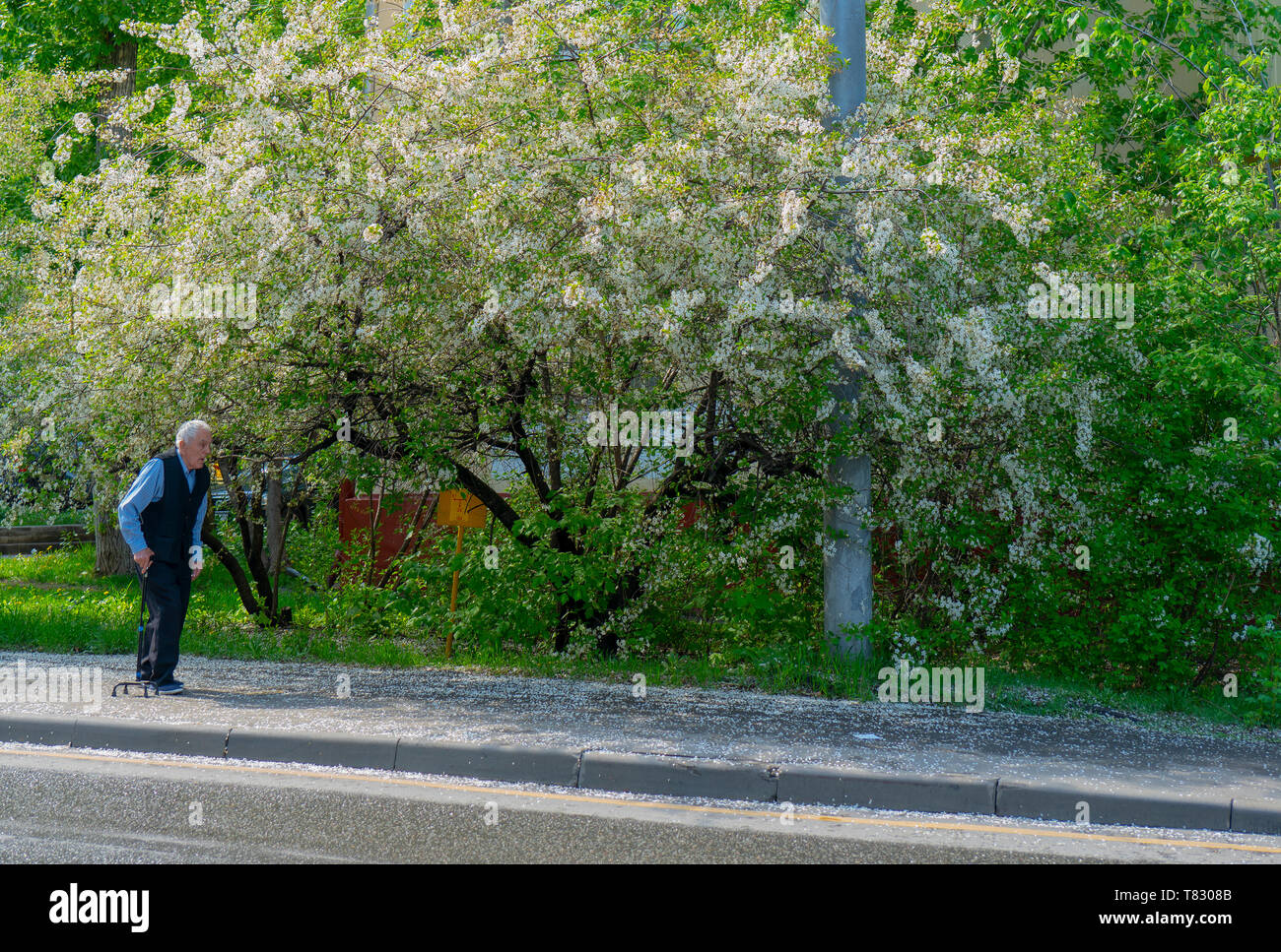 The old man walks down the street. Cherry blossoms Stock Photo - Alamy