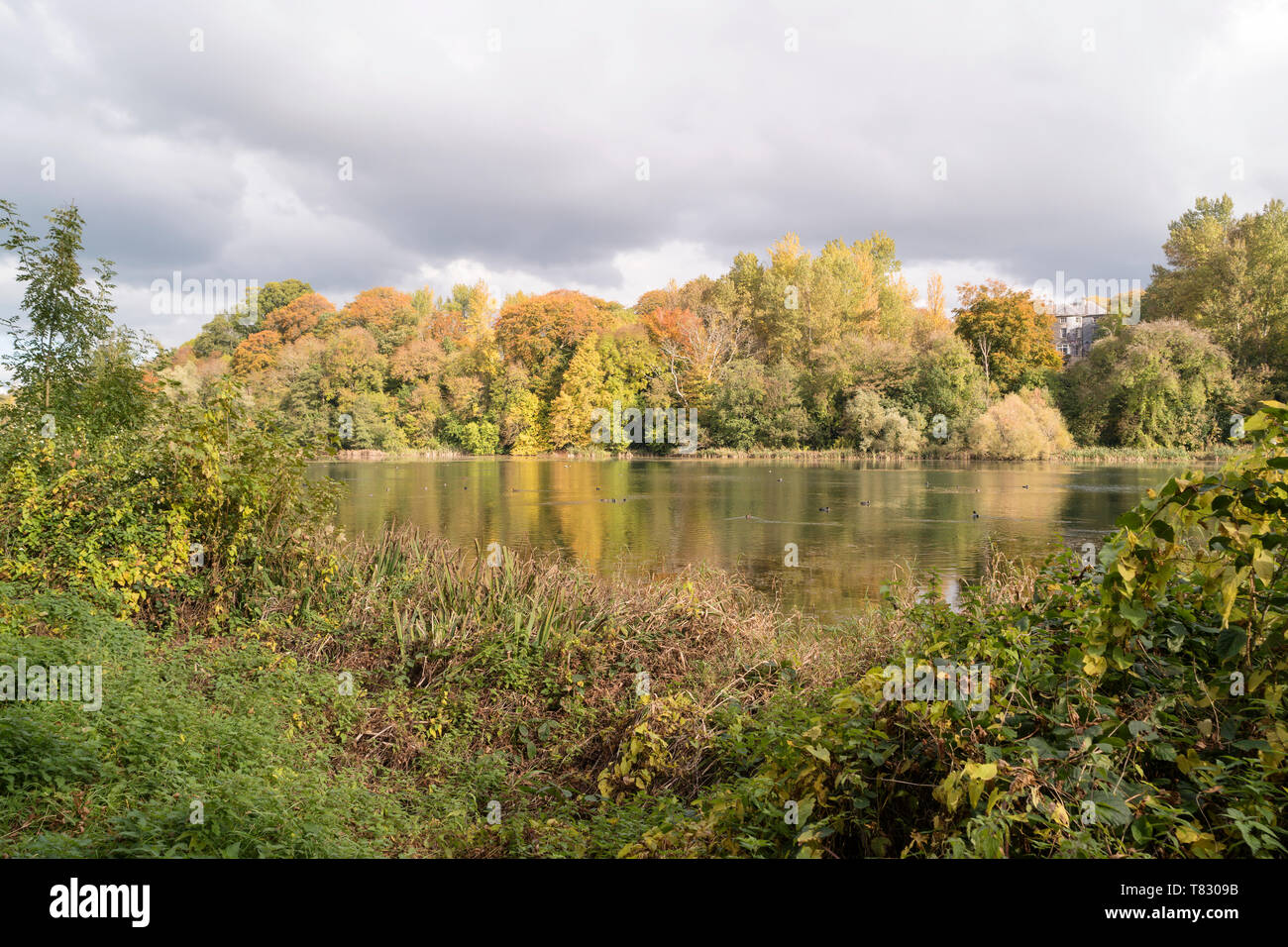 Image of an autumn landscape with a small lake surrounded by lush ...