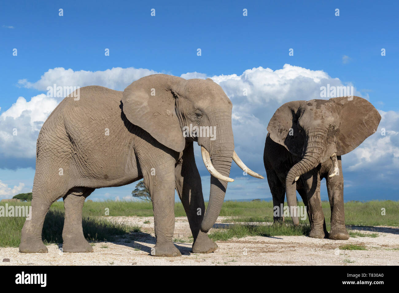 African bull elephant strength hi-res stock photography and images - Alamy