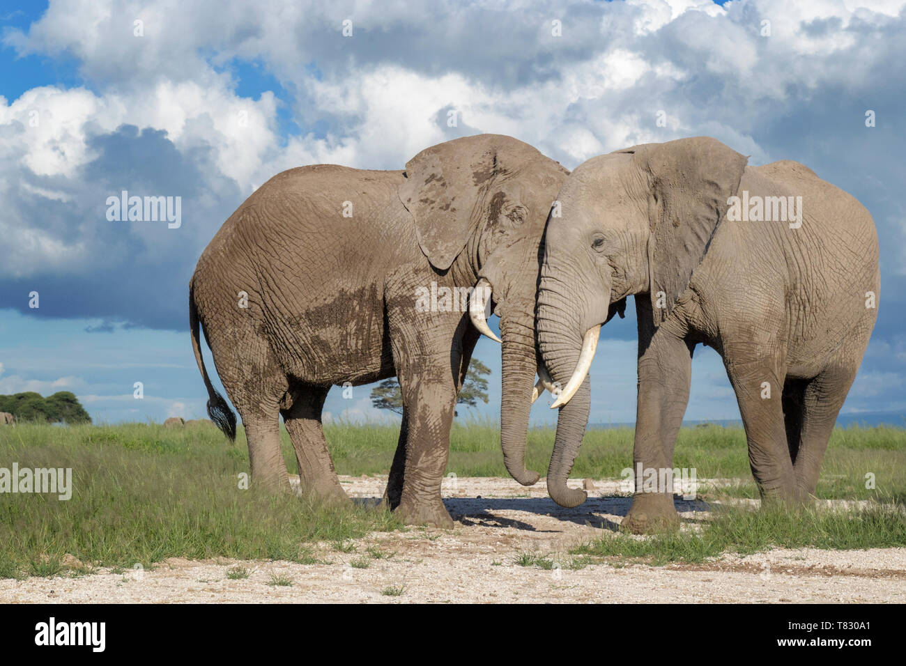 Elephant resting hi-res stock photography and images - Alamy