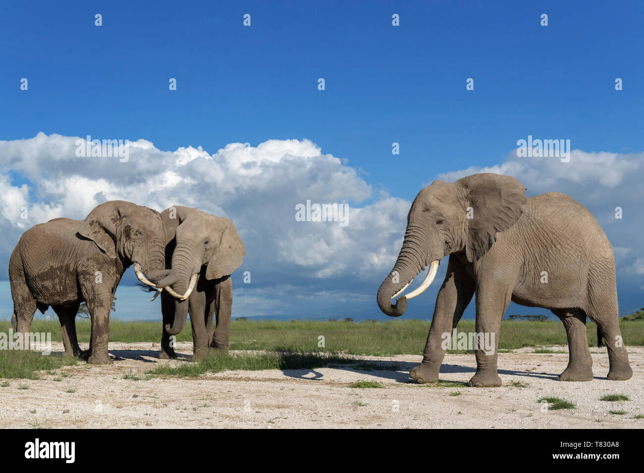 Three lean hi-res stock photography and images - Alamy