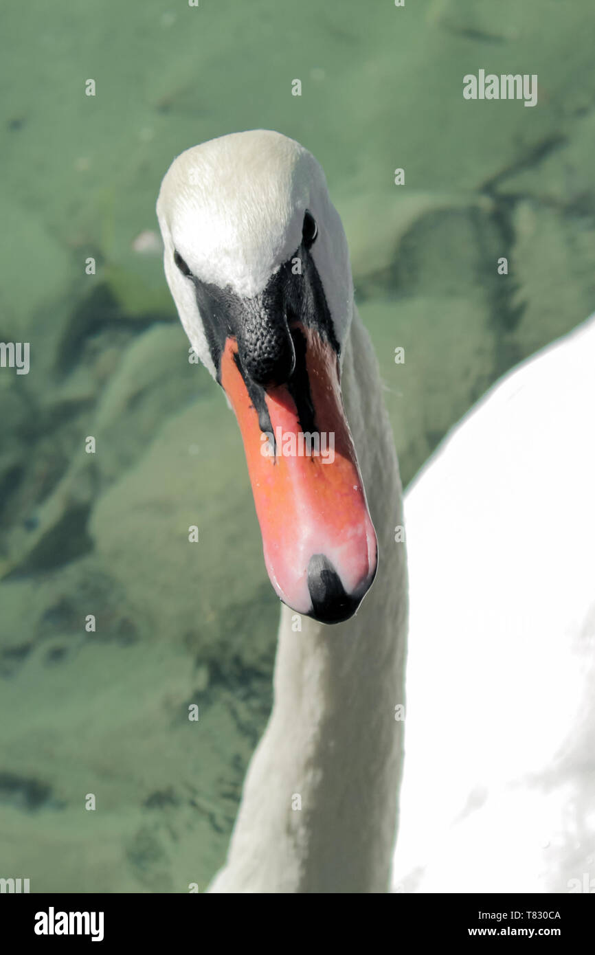 Big white swan swims on the surface of lake, close up foto Stock Photo ...