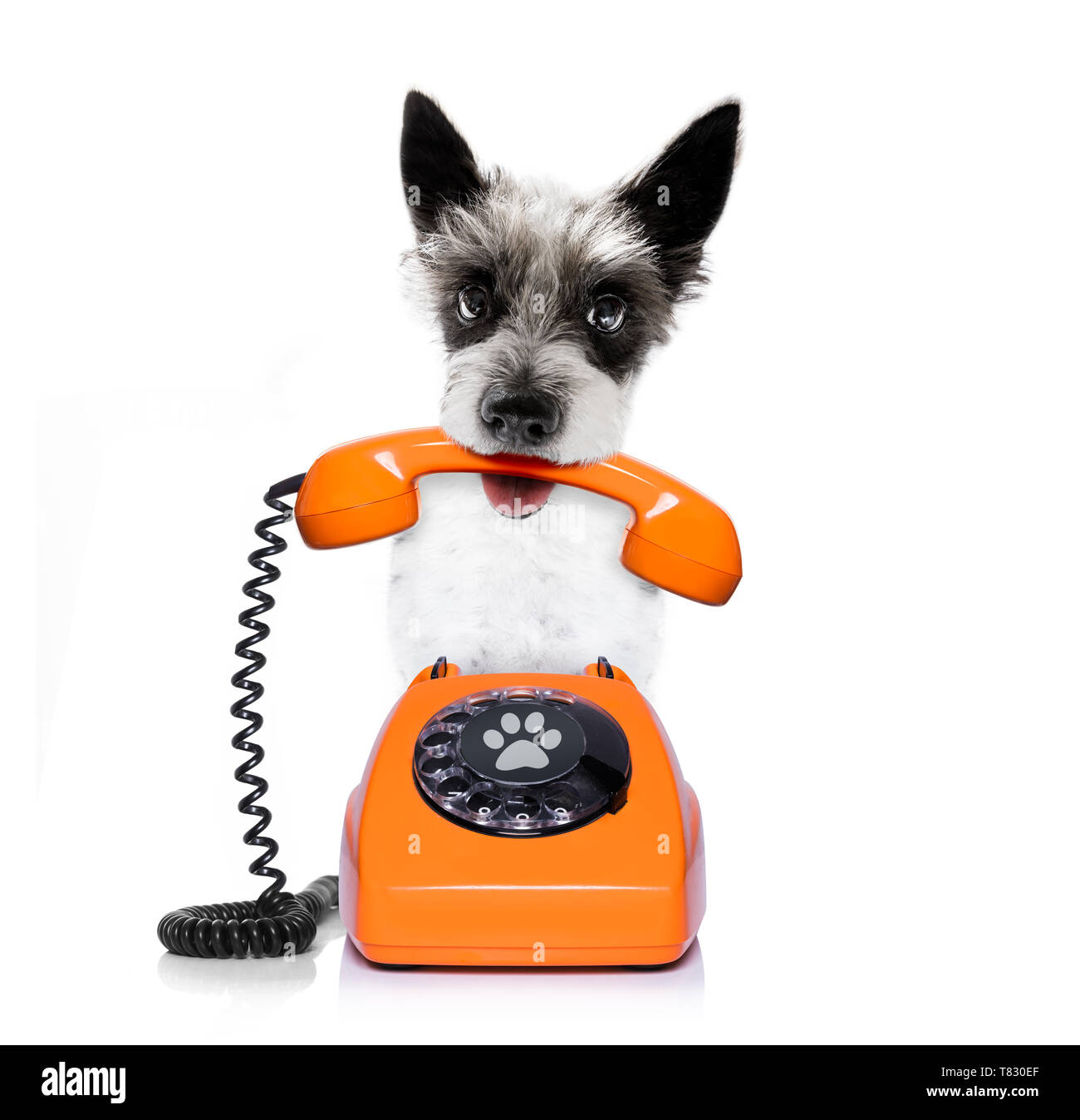 poodle terrie dog as secretary or operator with r old dial telephone or ...