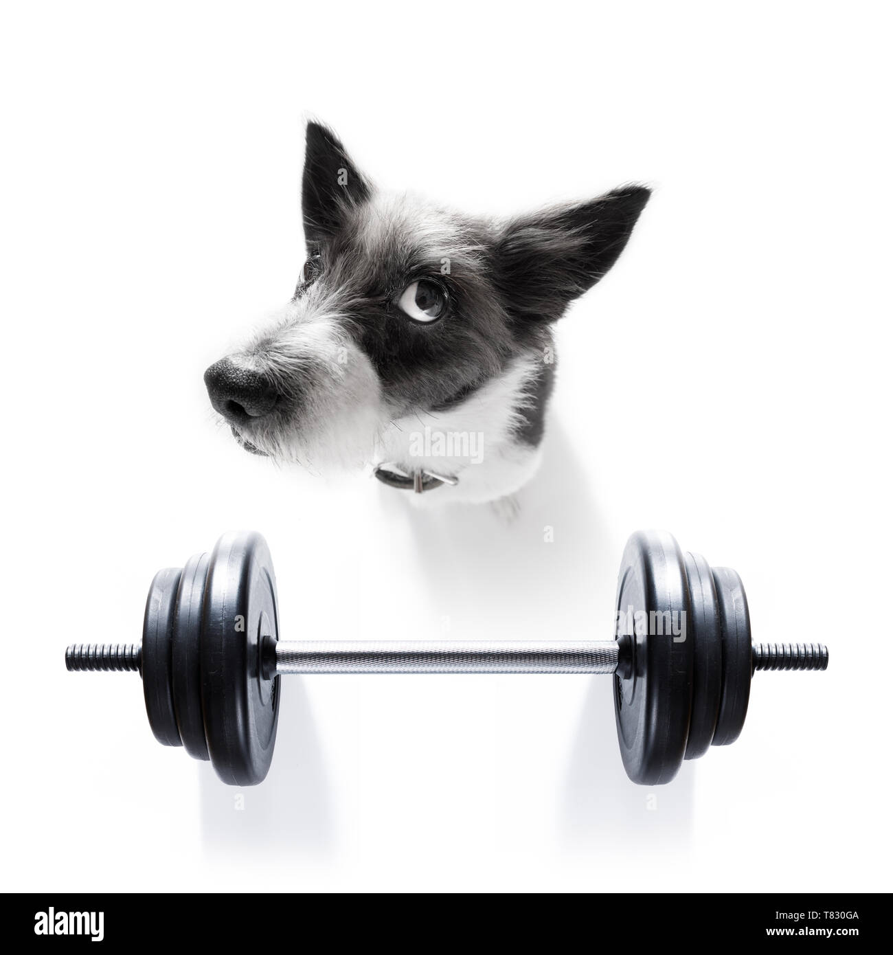 fitness poodle dog lifting a heavy big dumbbell, as personal trainer ...