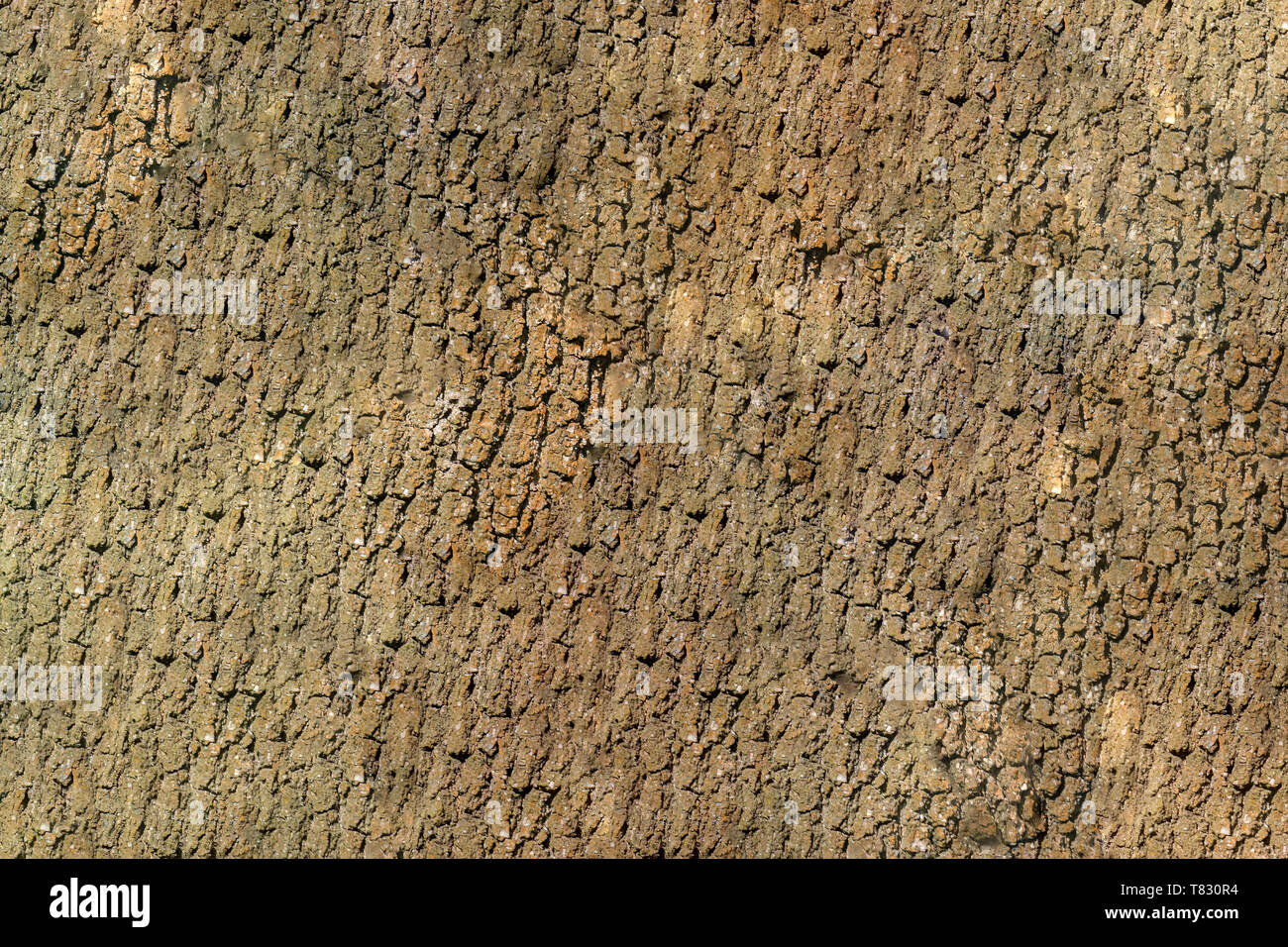 A surface with the structure of hardwood bark Stock Photo - Alamy