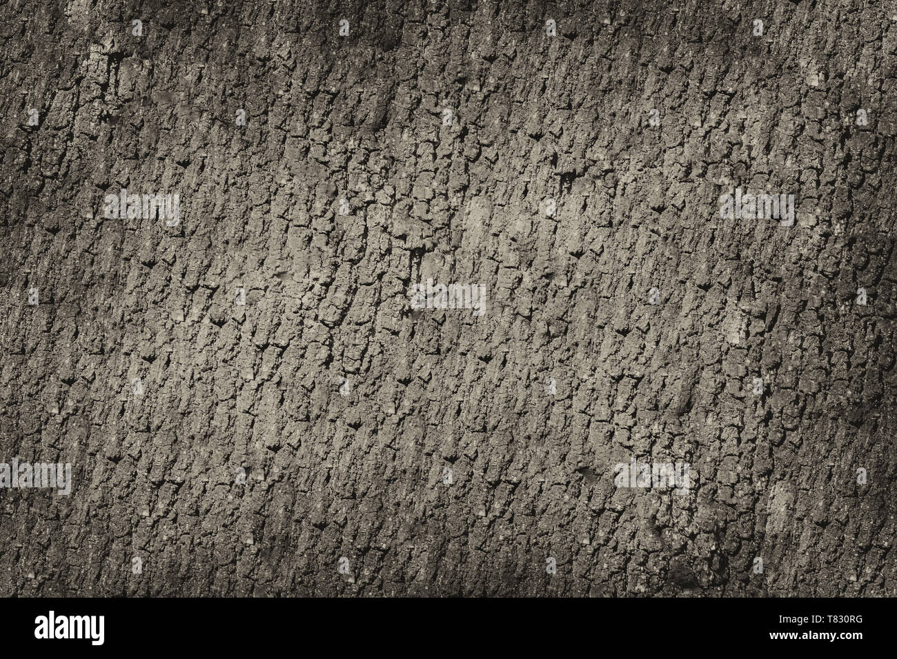 A surface with the structure of hardwood bark Stock Photo - Alamy