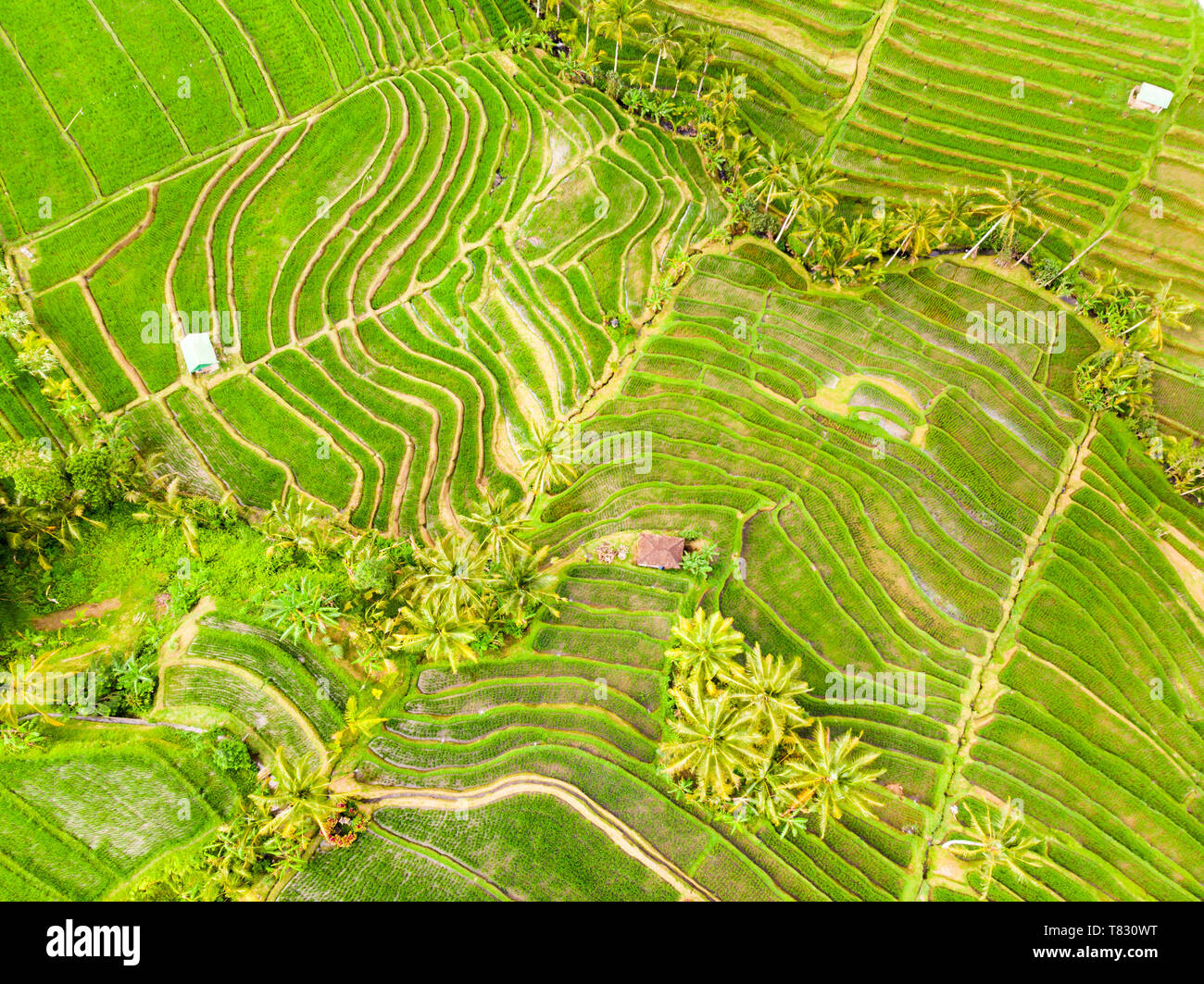 Aerial view of rice terraces hi-res stock photography and images - Alamy