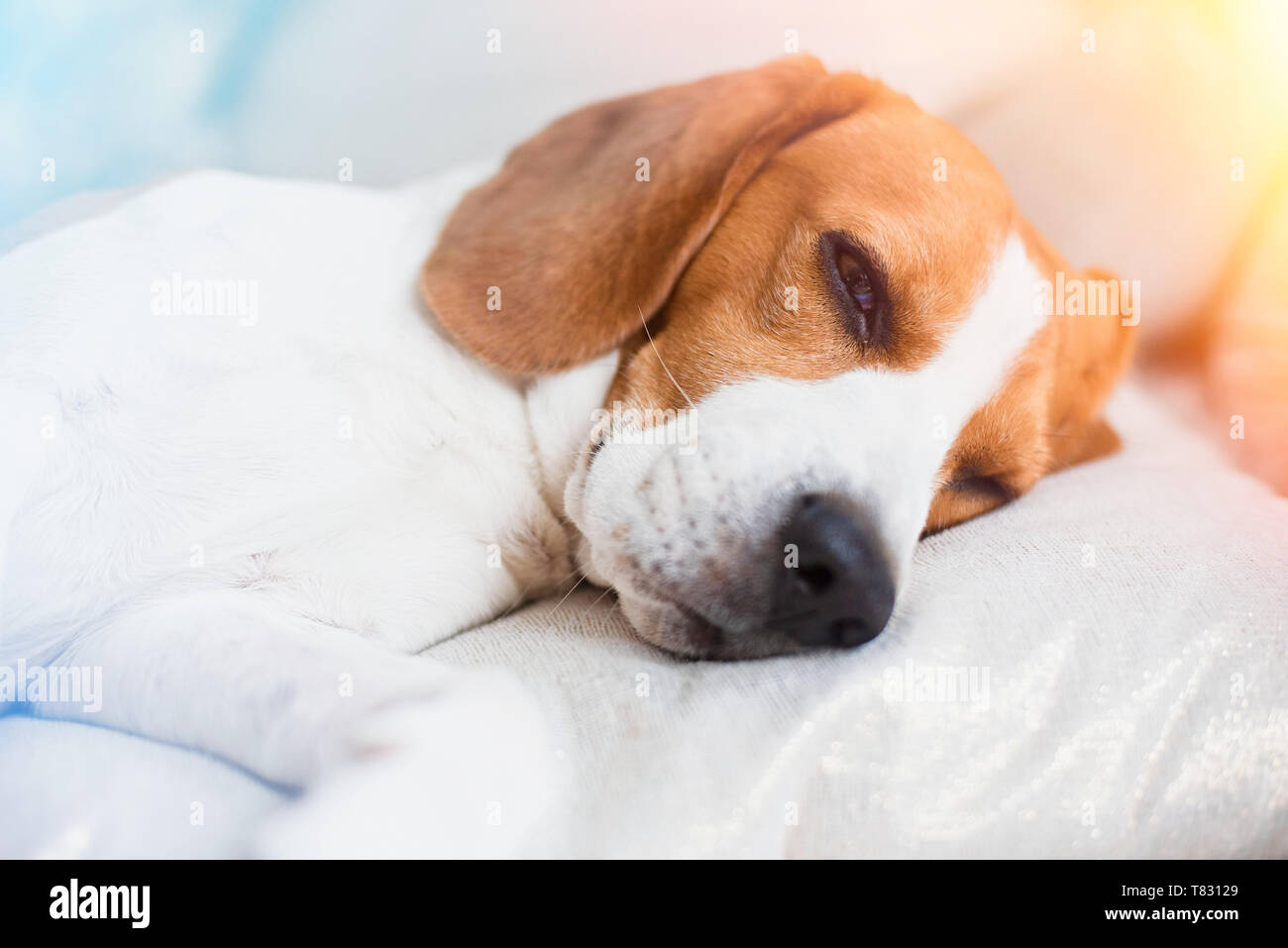 Beagle dog close up on a carpet falling asleep. Looking tired ...