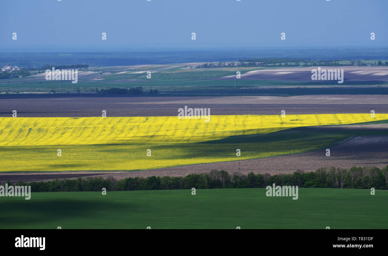 Boundless yellow, green and grey fields separated by trees. traditional ...