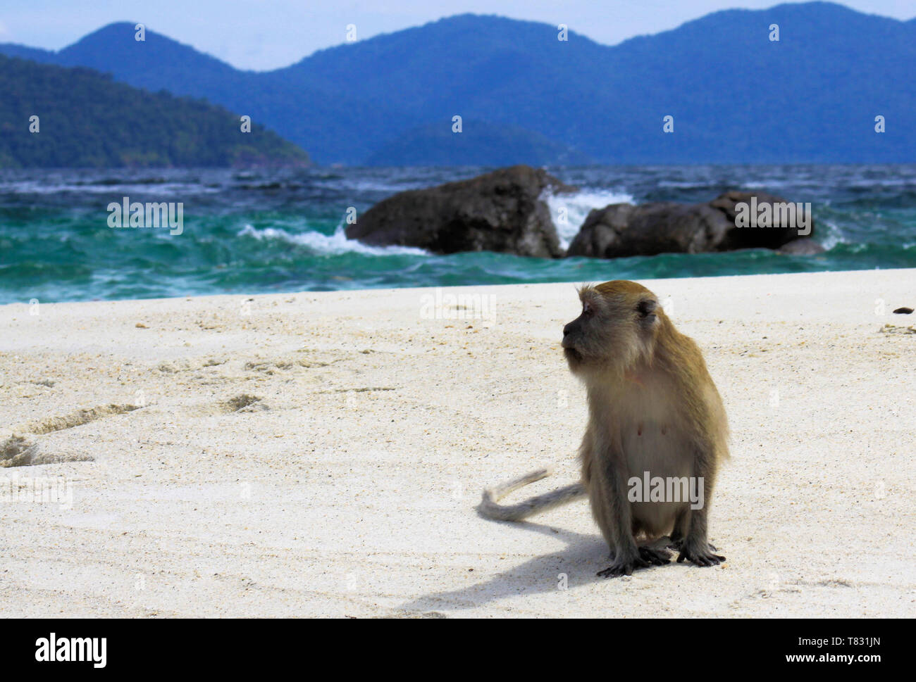 Lonely monkey (crab eating long tailed Macaque, Macaca fascicularis) on ...